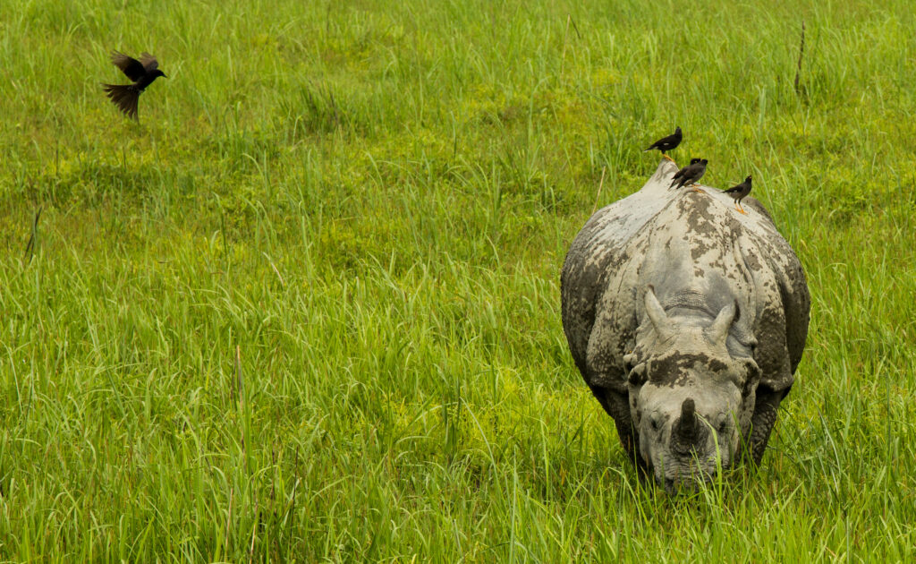 Fat Rhino Tech – Stories through numbers and words